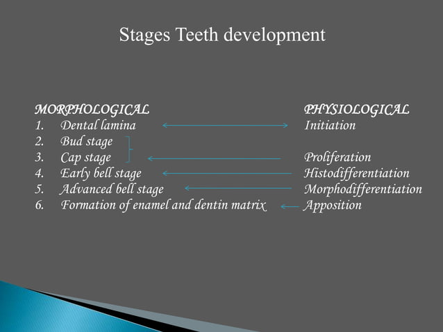 Odontogenesis | PPTX | Dental Health | Diseases and Conditions