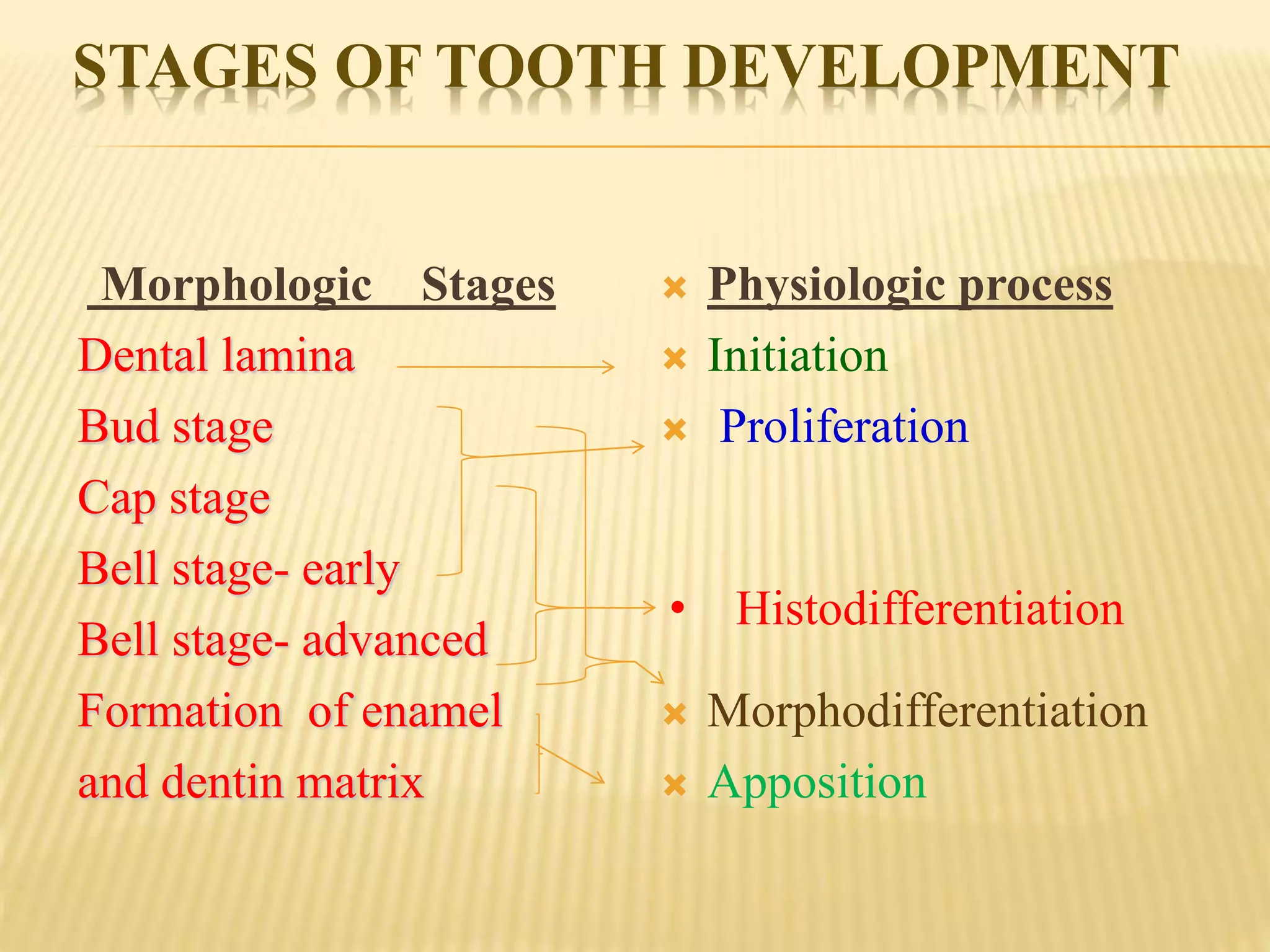 Odontogenesis (1) | PPTX