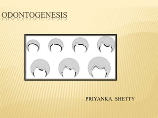Odontogenesis (1) | PPTX