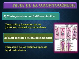 ODONTOGENESIS 1ra Parte (1).pdf