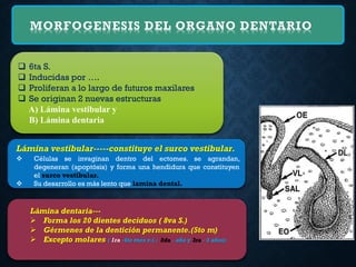 ODONTOGENESIS 1ra Parte (1).pdf