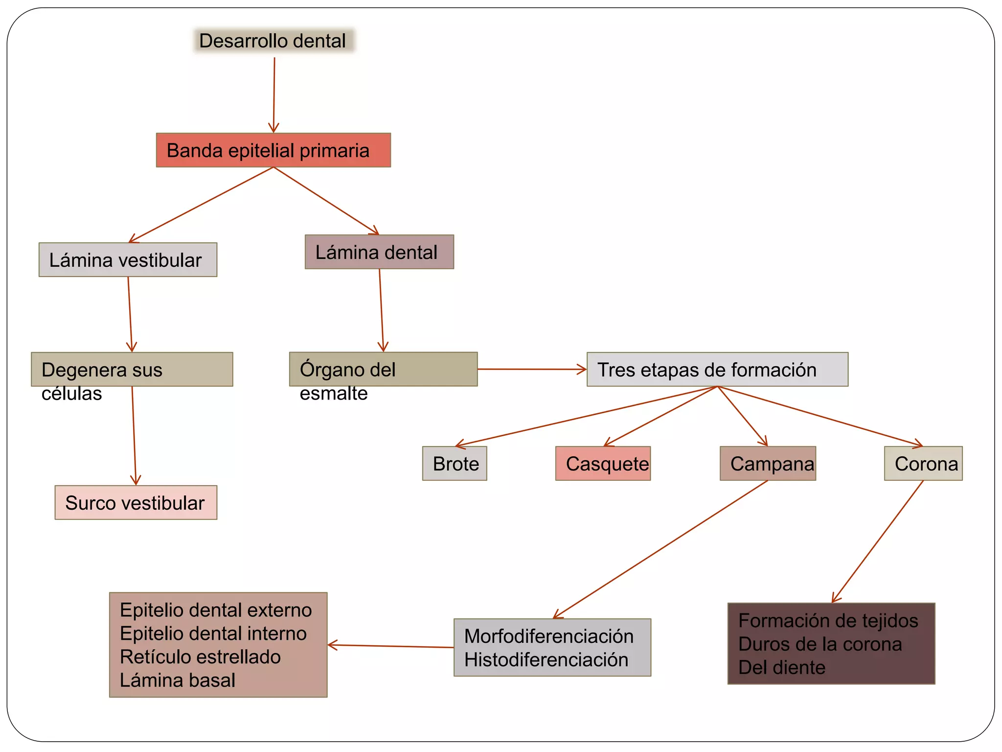 Odontogenesis Clase 2 Pptx