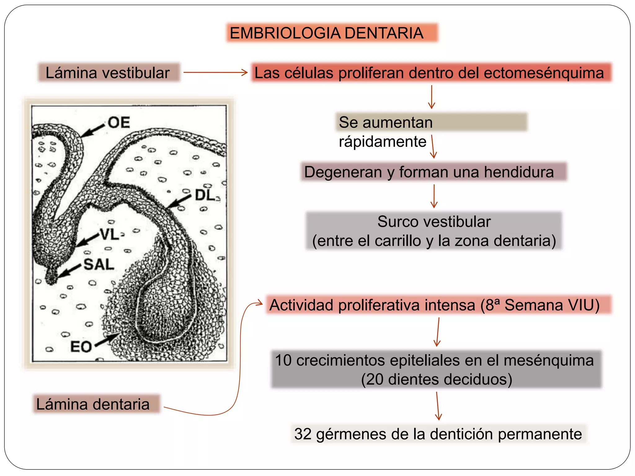 Odontogenesis clase 2 | PPTX