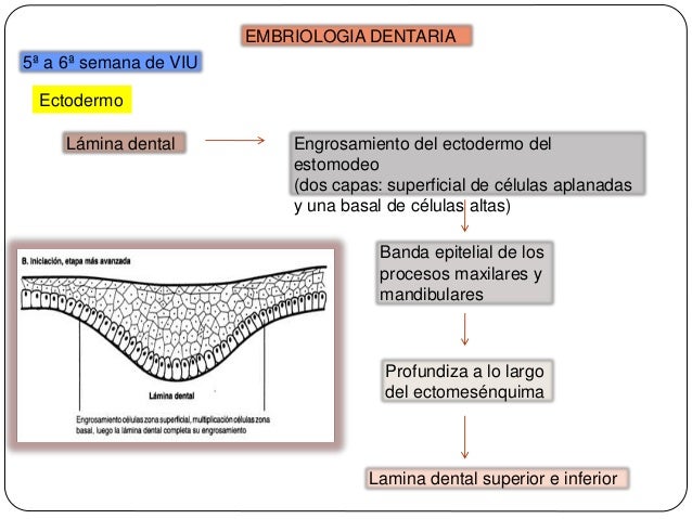 Odontogenesis clase 2
