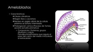 Odontogenesis | PPTX