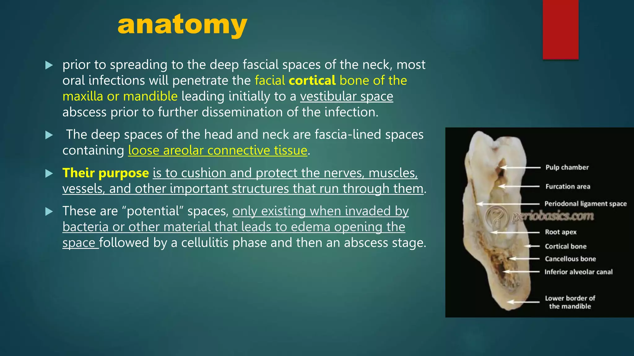 Odontogenic infections (fascial spaces).pptx