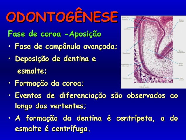 Odontogênese