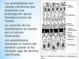 Odontogénesis | PPT