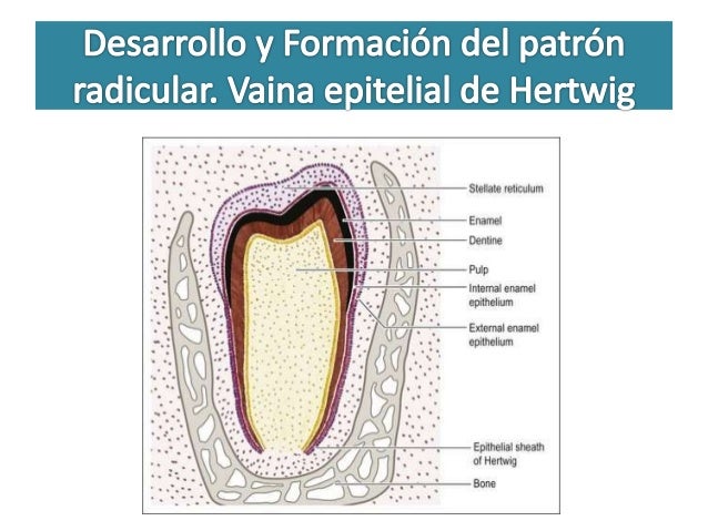 Odontogénesis