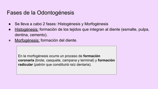 Odontogénesis | PDF