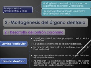 Odontogénesis marvin zapata | PPTX
