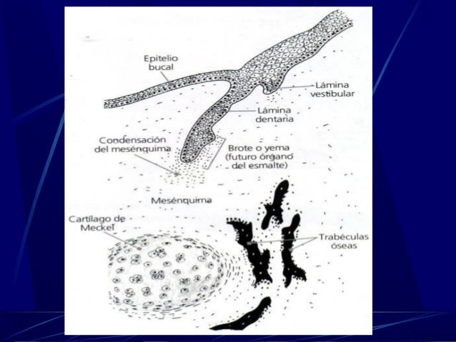 Odontogénesis ppt