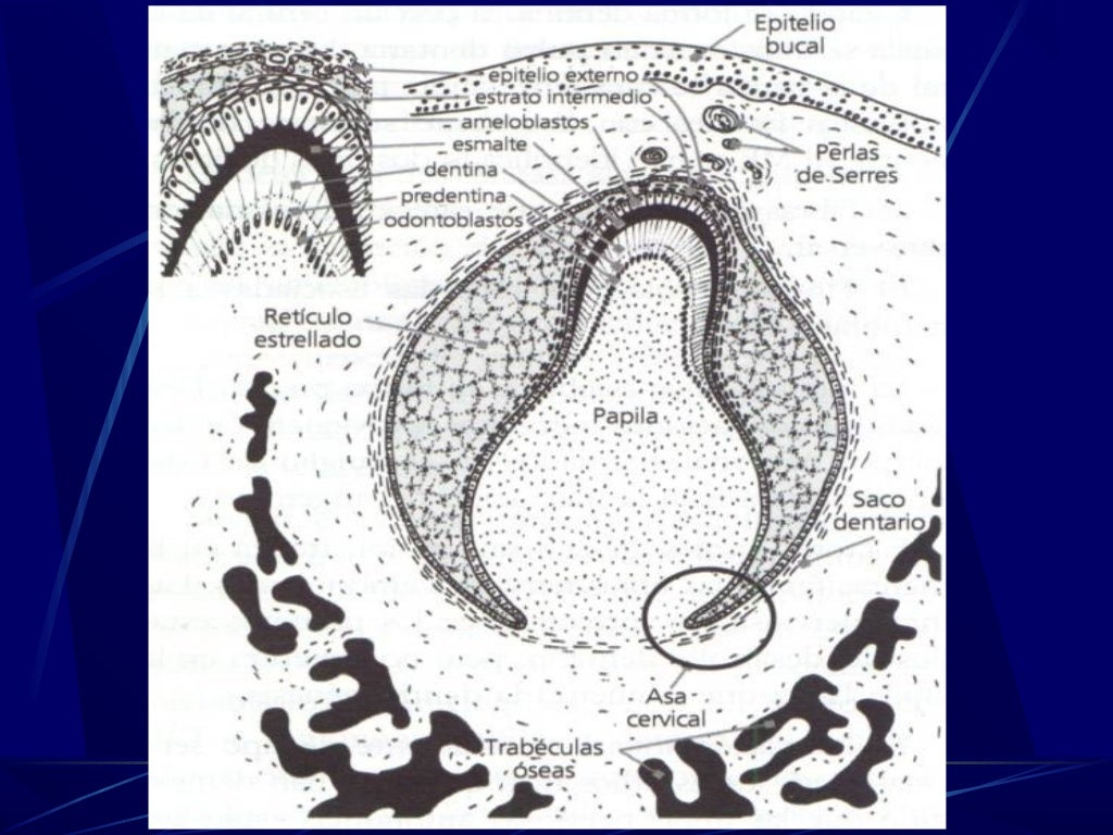 Odontogénesis ppt