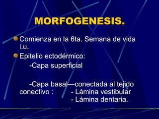 Odontogénesis ppt | PPT