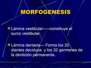 Odontogénesis ppt | PPT