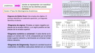 odontograma (1).pptx