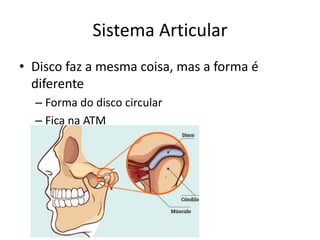 Odontologia+Morfofuncional+Aula+4-+ATM+e++Articulação+.pdf
