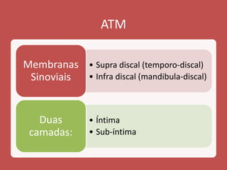 Odontologia+Morfofuncional+Aula+4-+ATM+e++Articulação+.pdf