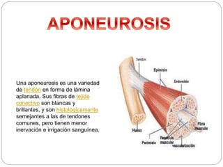 ANATOMIA MIOLOGIA Y FISIOLOGIA MUSCULAR | PPTX