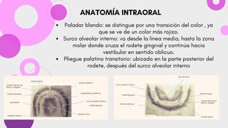 Cavidad oral en niños, odontopediatria, anatomía | PDF