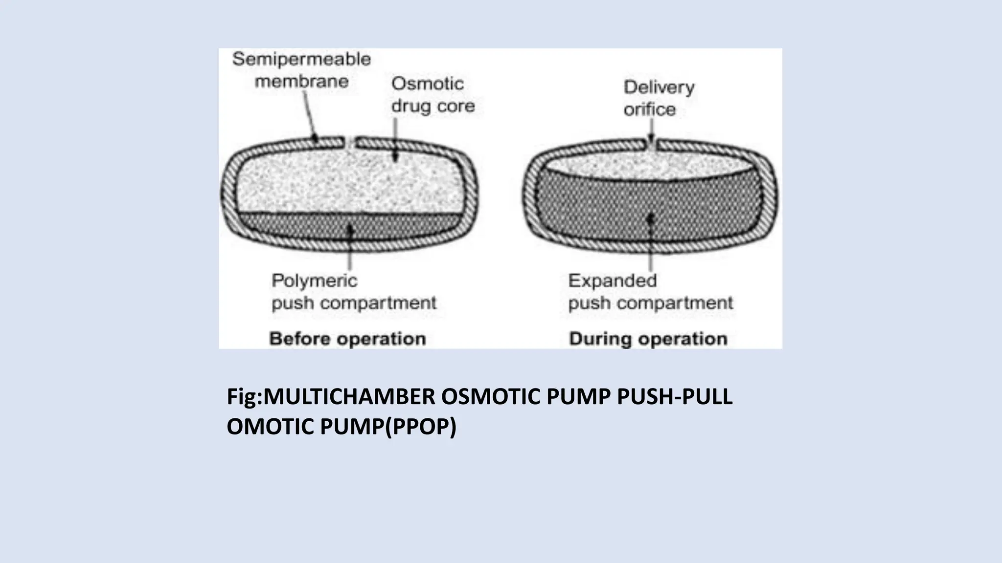 Osmotic Drug Delivery System and basic components of Osmotic system | PDF