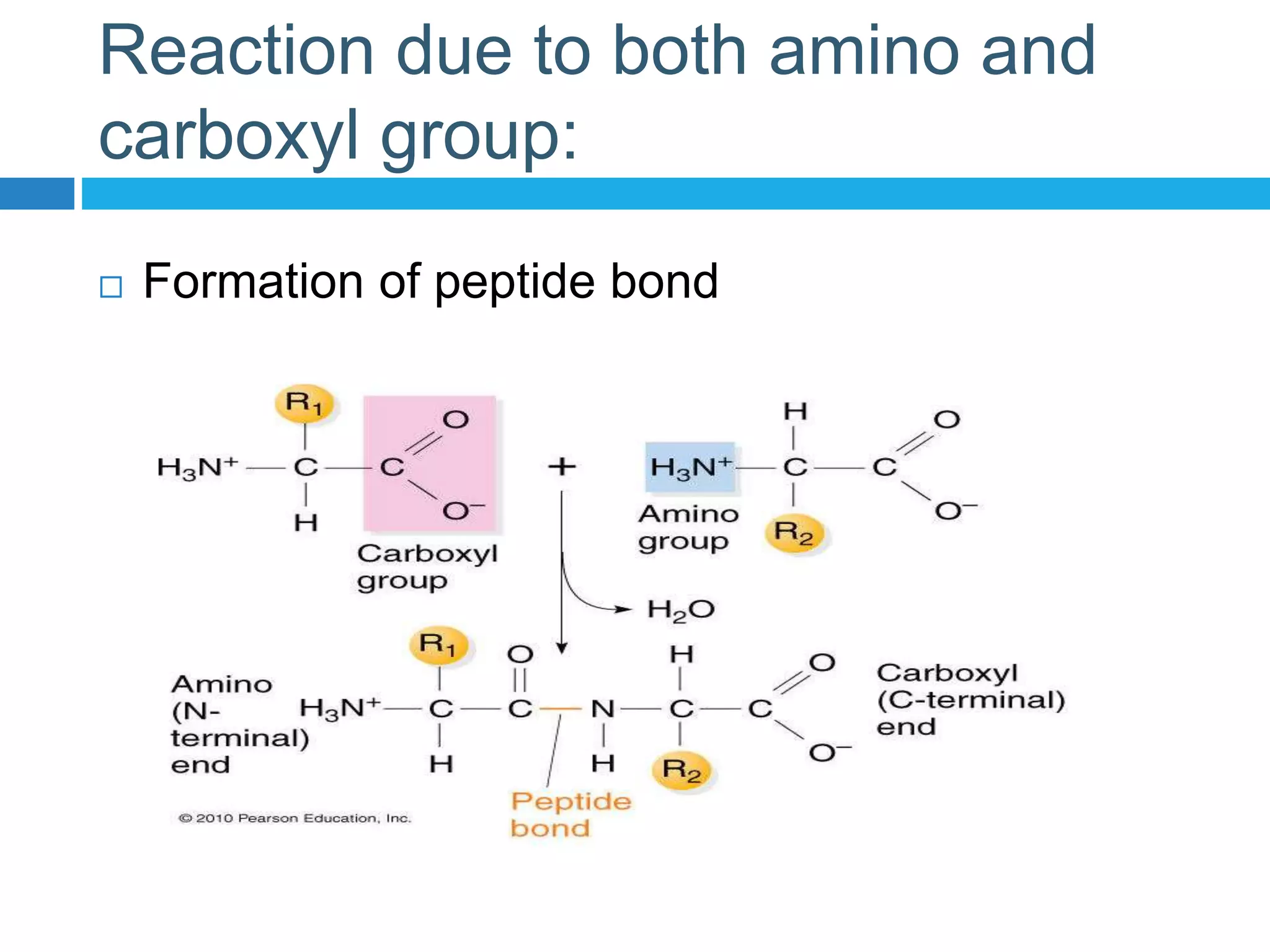 Chemicalreactionsofaminoacidspptx