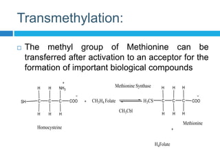 Chemical_Reactions_of_amino_acids.pptx
