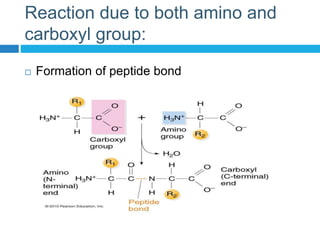 Chemical_Reactions_of_amino_acids.pptx