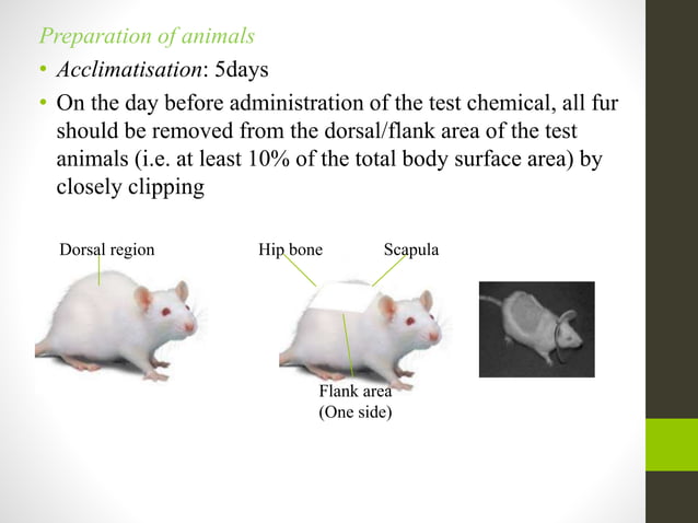 Oecd acute,subacte, sub chronic dermal toxicity studies(402, 410, 411 ...