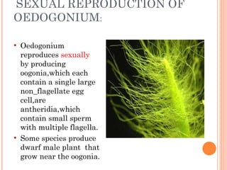 Oedogonium | PPT