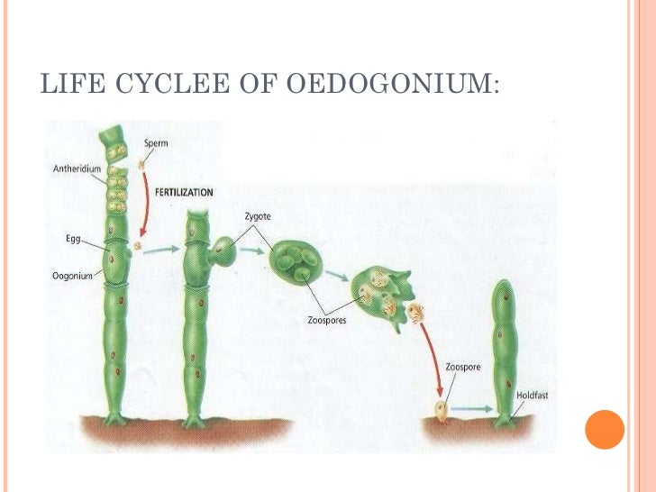 Oedogonium Structure