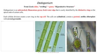 Oedogonium | PPTX