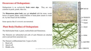 Oedogonium Structure