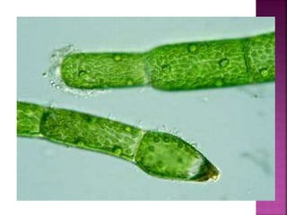 Oedogonium Under Microscope Labeled