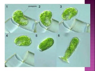 Oedogonium Life Cycle