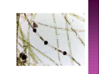 Life Cycle Of Oedogonium With Diagram