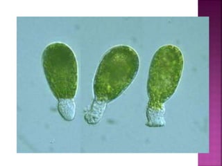 Oedogonium Life Cycle