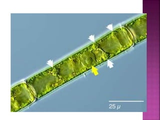 Oedogonium Under Microscope Labeled