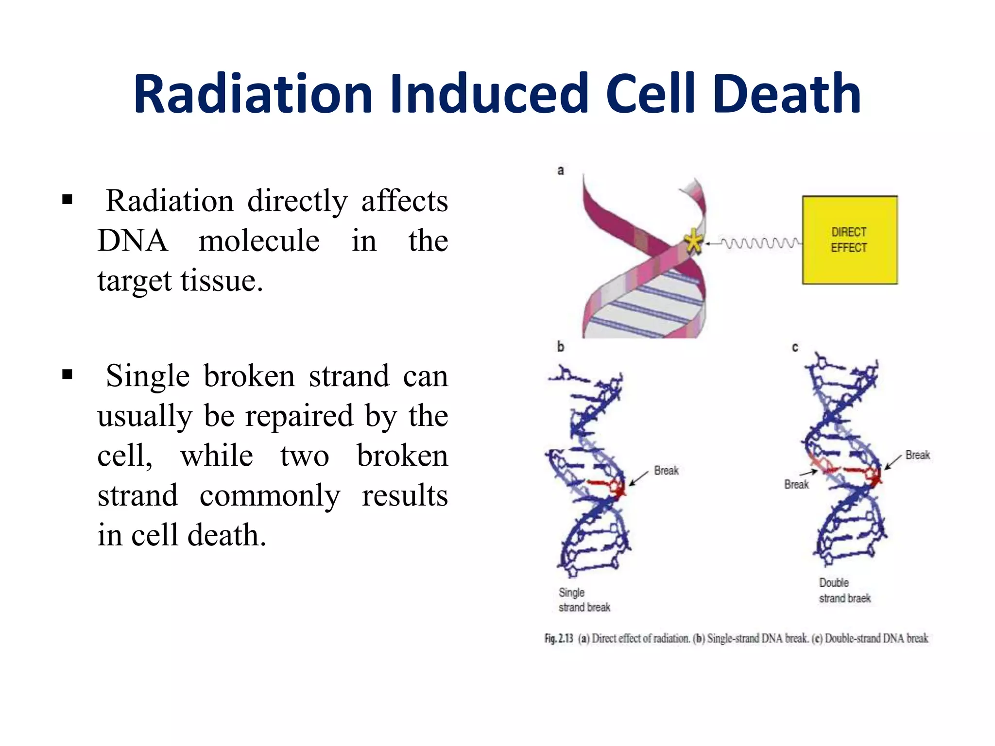 Radioprotector & sensitizer | PPTX