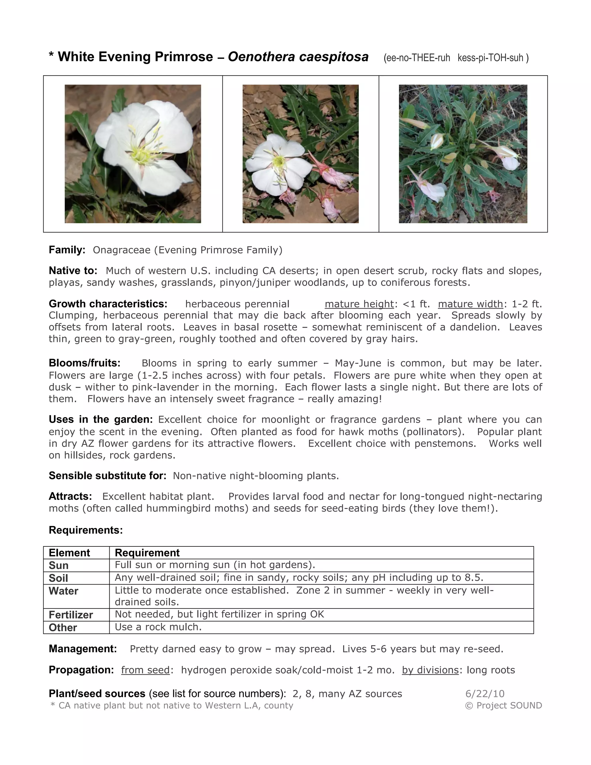 Oenothera caespitosa | PDF