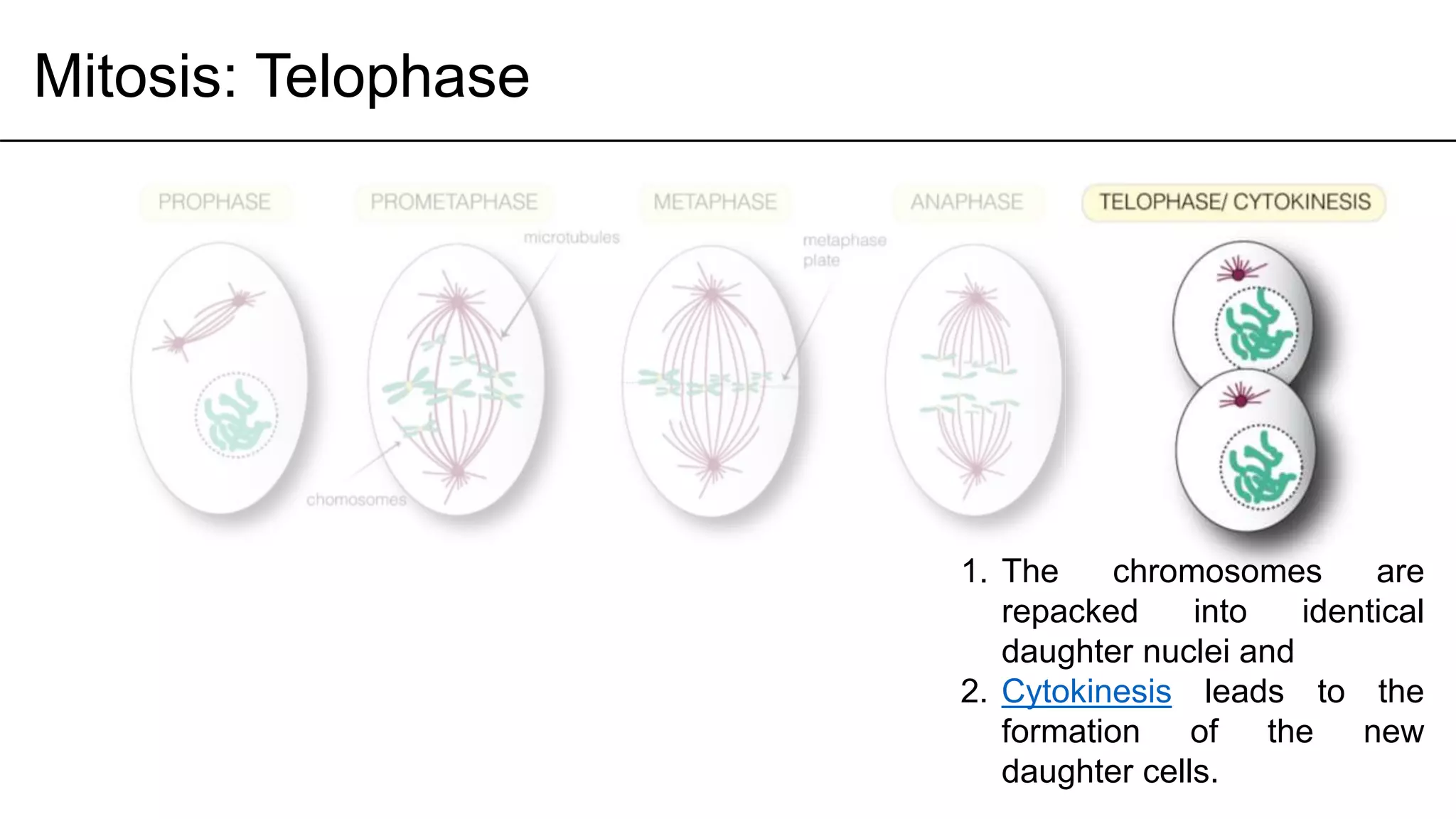 Working with Chromosomes | PPTX