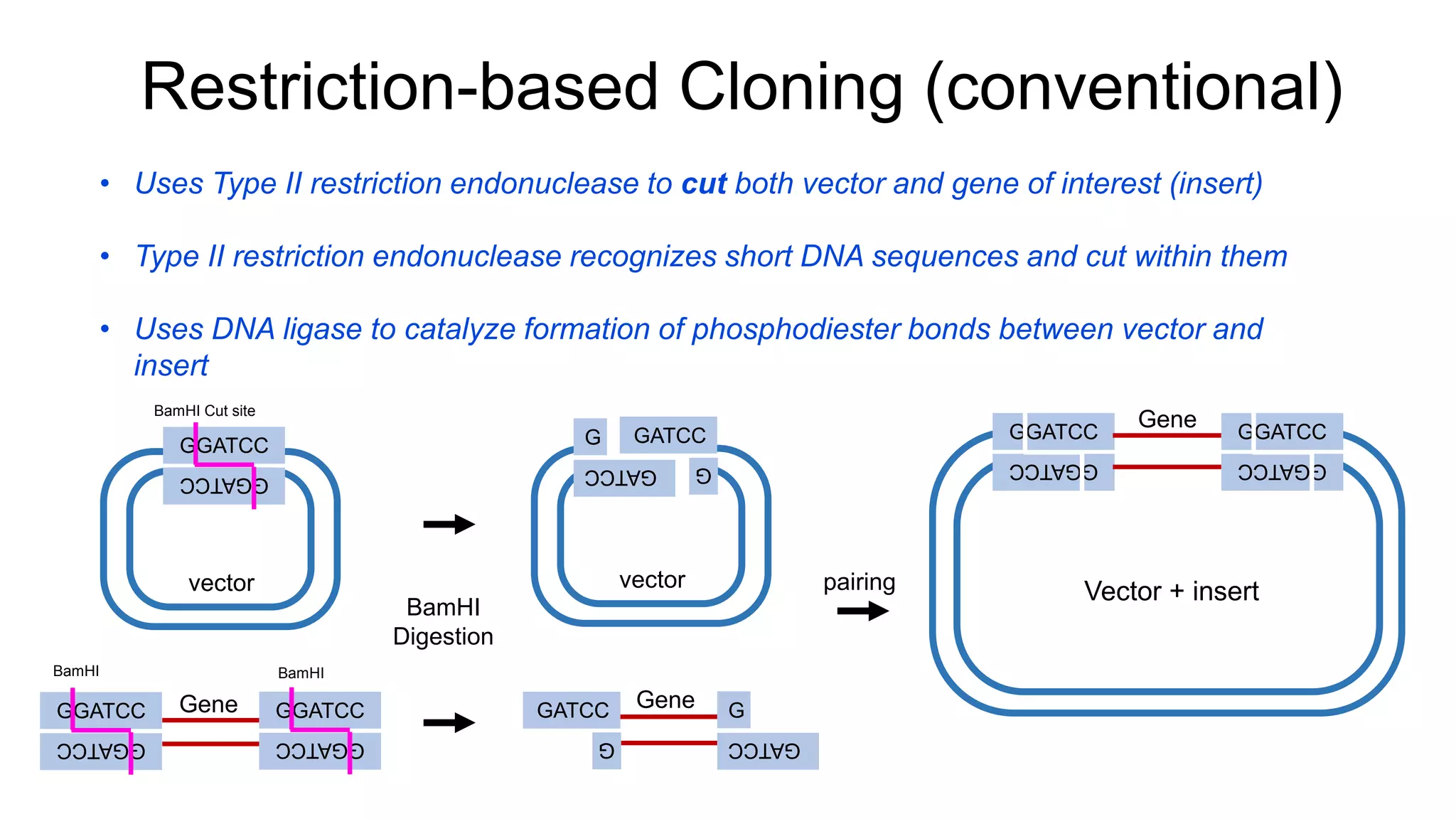 Gibson Assembly: a seamless molecular cloning technique | PPTX