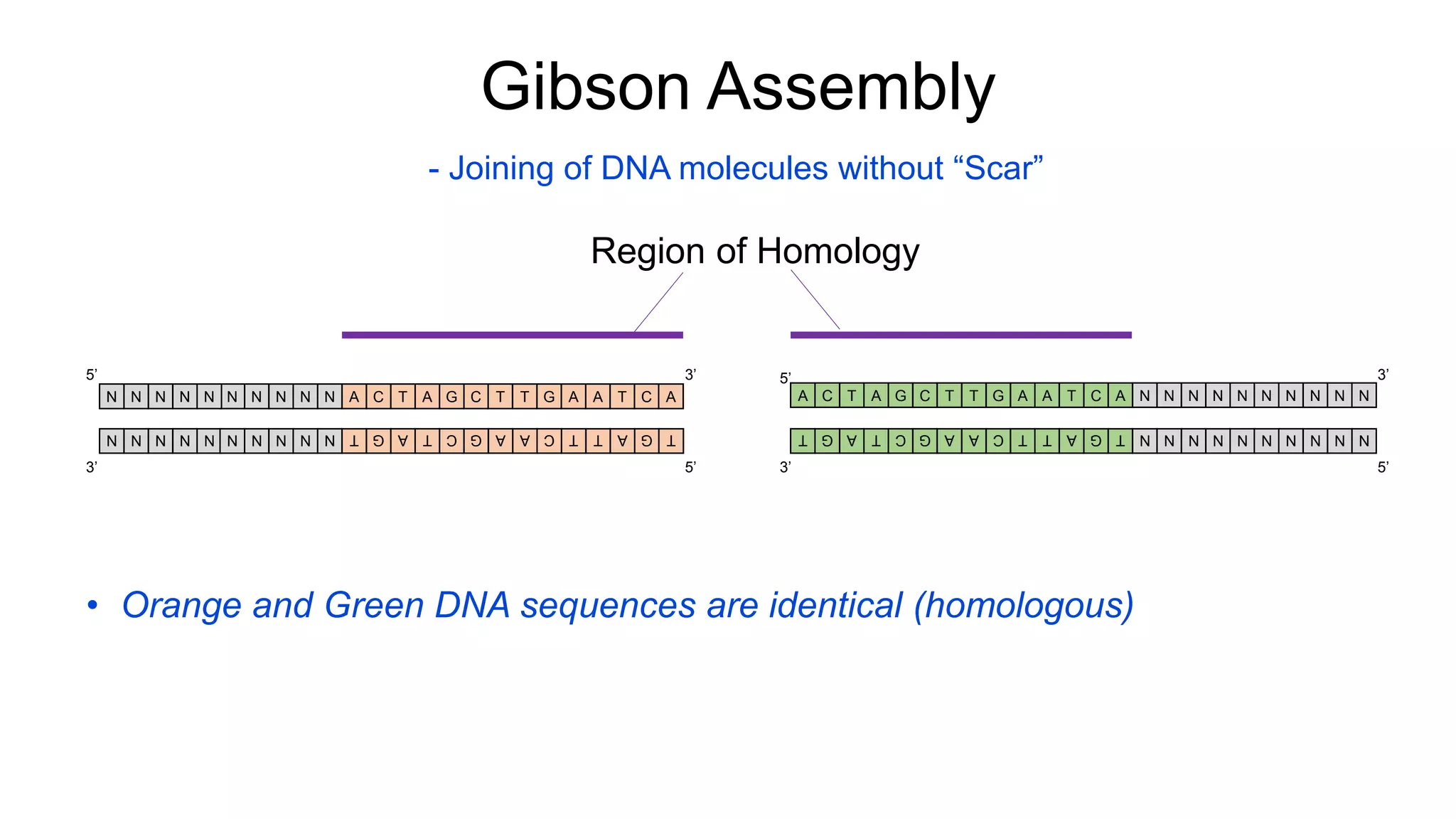 Gibson Assembly: a seamless molecular cloning technique | PPTX