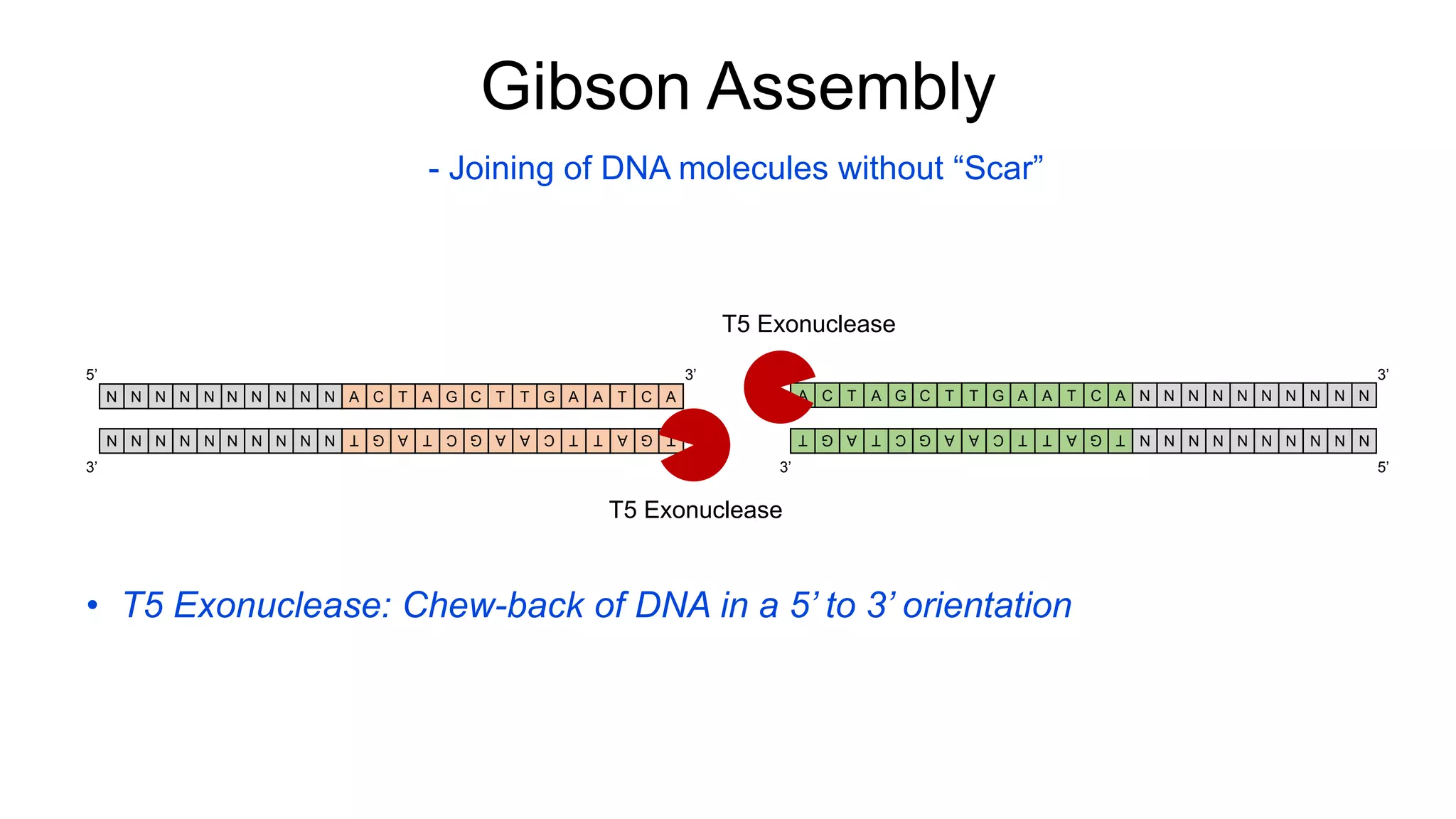 Gibson Assembly: a seamless molecular cloning technique | PPTX