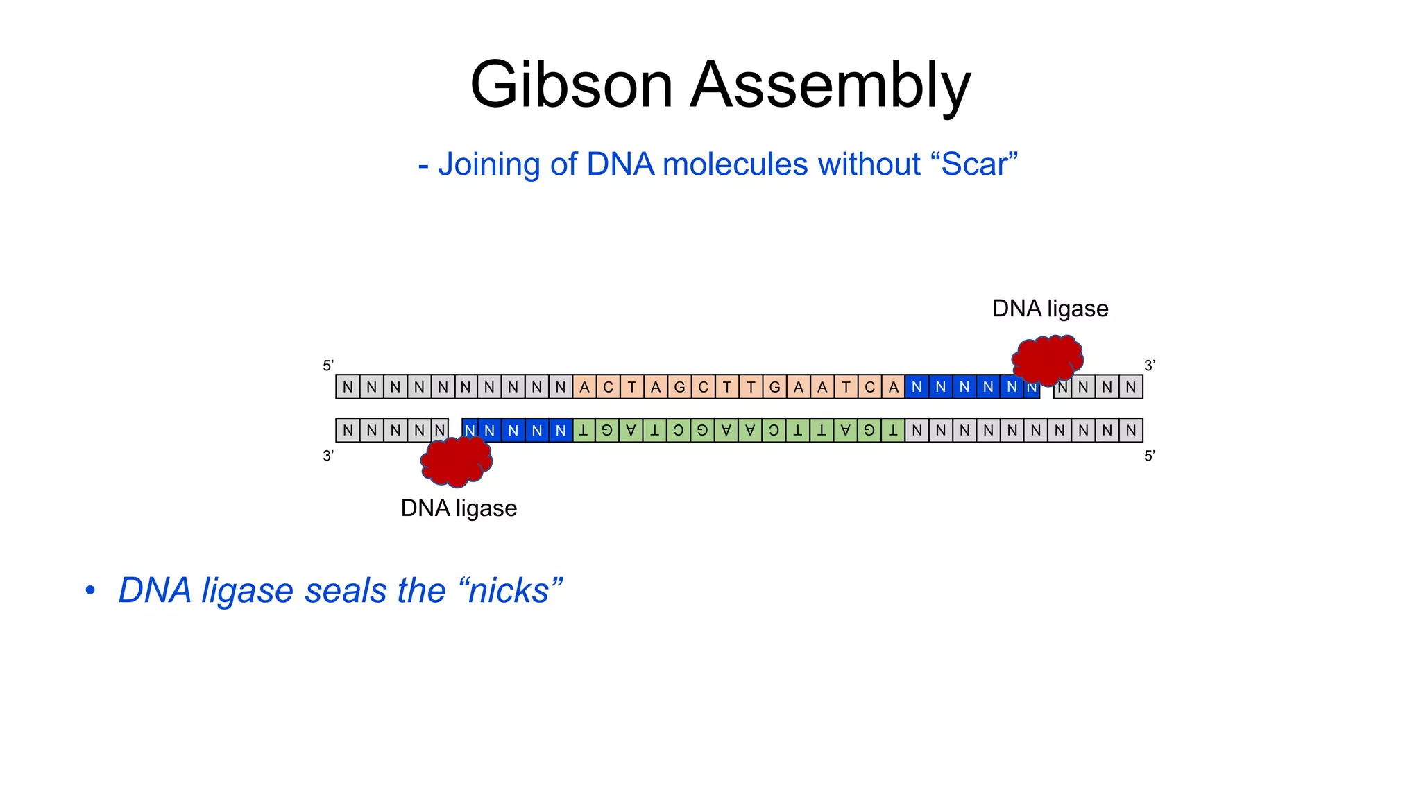 Gibson Assembly: a seamless molecular cloning technique | PPTX