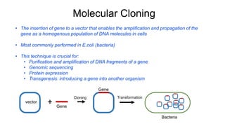 Gibson Assembly: a seamless molecular cloning technique | PPTX