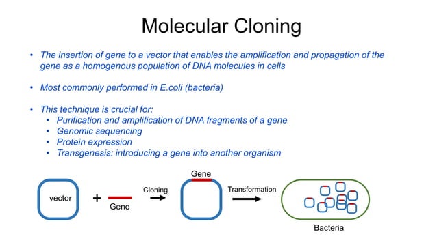 Gibson Assembly: a seamless molecular cloning technique | PPTX