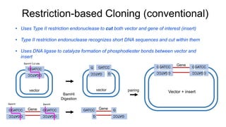 Gibson Assembly: a seamless molecular cloning technique | PPTX