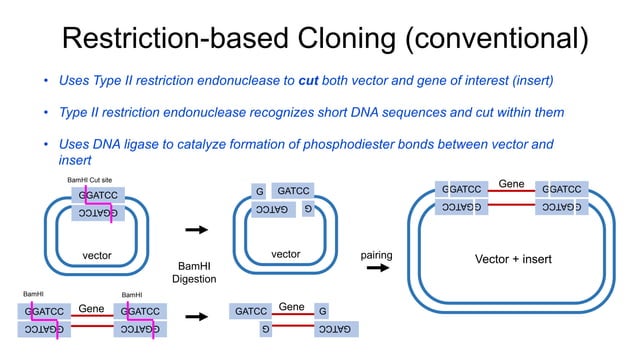 Gibson Assembly: a seamless molecular cloning technique | PPTX