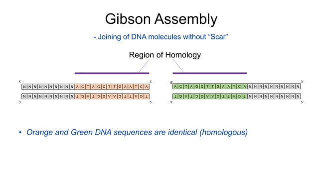 Gibson Assembly: a seamless molecular cloning technique | PPTX